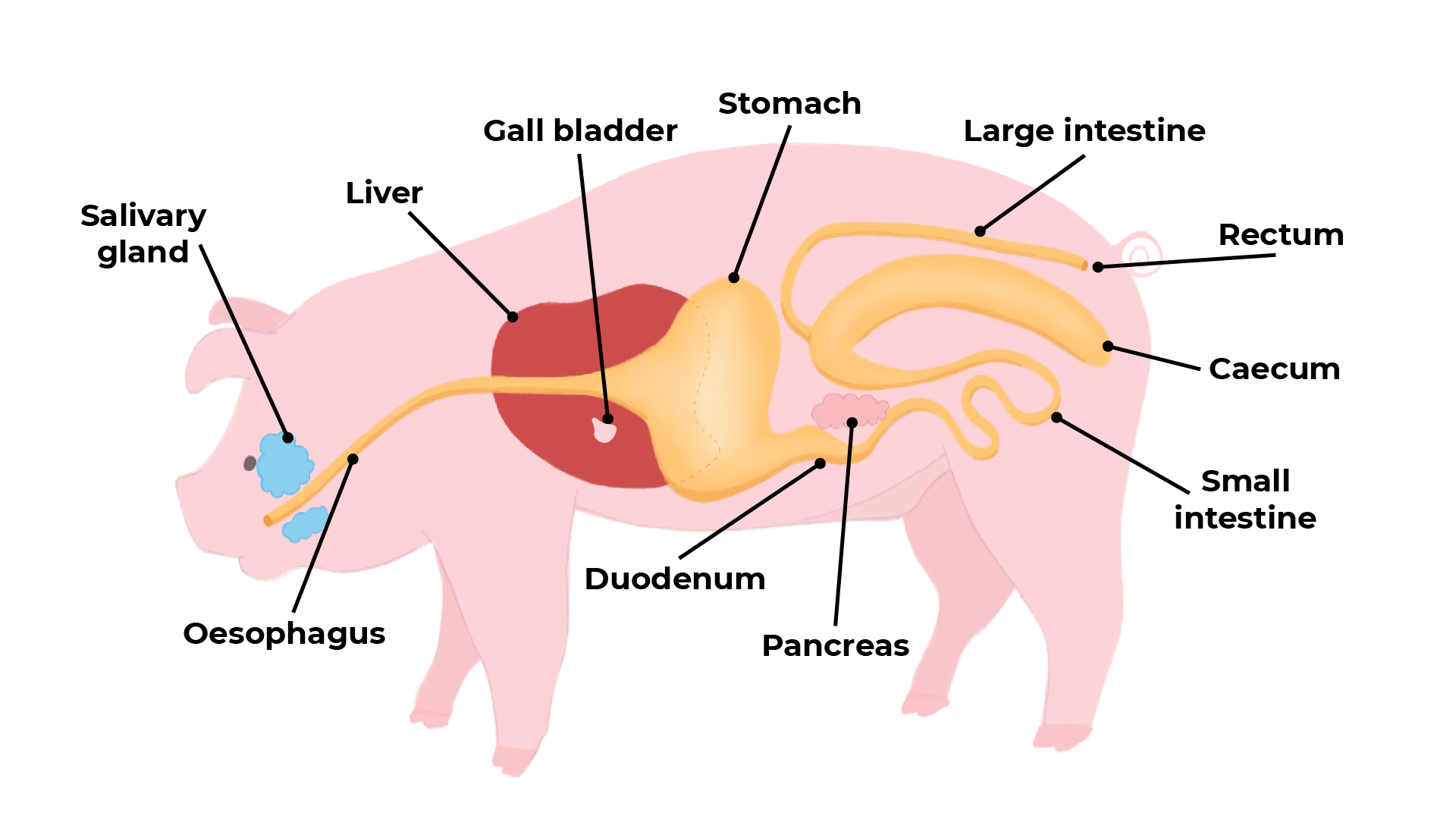 5 Digestive Systems In Farm Animals